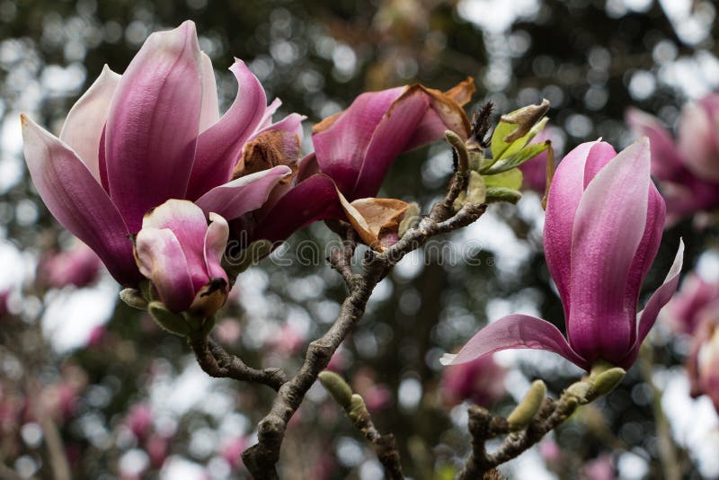 Pink Blooming Flowers in Spring Stock Photo - Image of time, outdoors ...