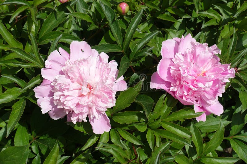 Light Pink Flowers and a Bud of Peonies in May Stock Photo - Image of ...