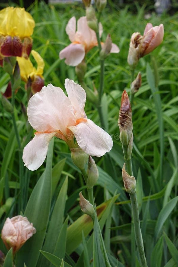 Light Pink Flowers and Buds of Iris Germanica in May Stock Photo ...