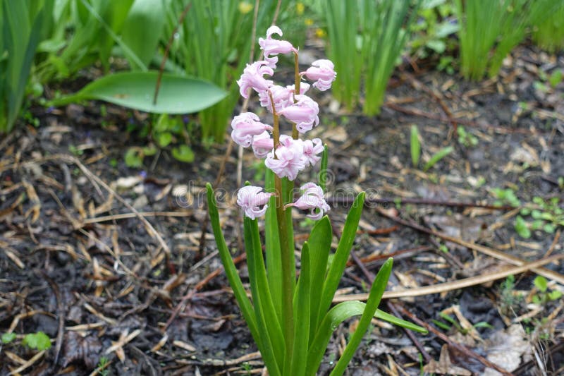 Light Pink Flowers of Double Hyacinth Stock Image - Image of common ...