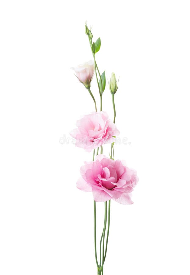 Eustoma stock image. Image of blooming, bouquet, fragility - 27289533