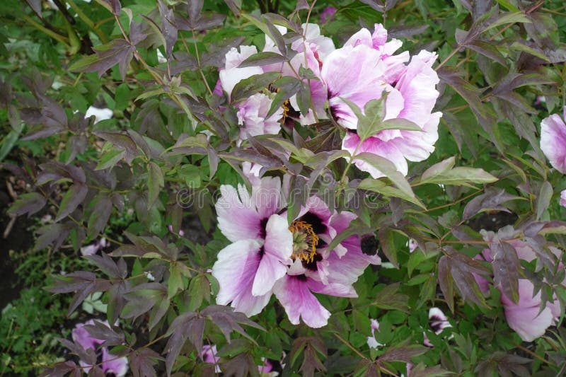 Light Pink Flowers in the Leafage of Purple-leaved Tree Peony in May ...