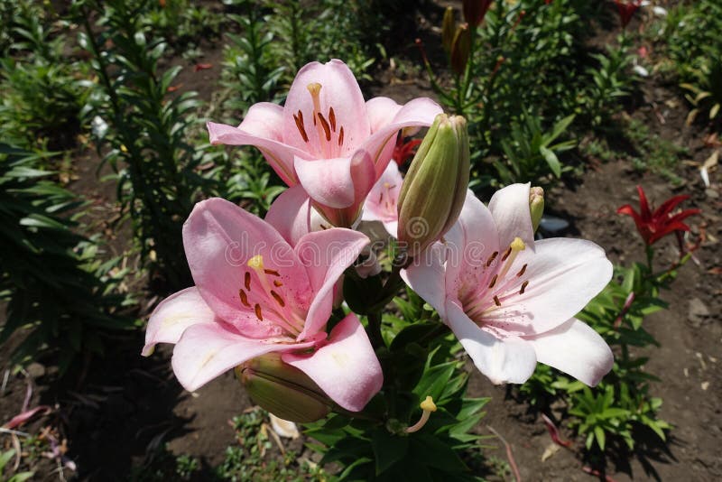 3 Pink Flowers of Lilies in June Stock Image - Image of young, outdoors ...