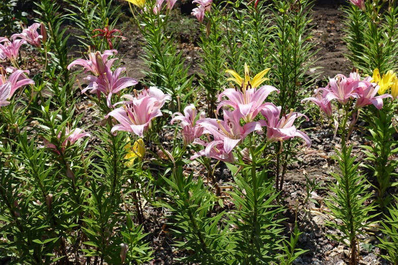 Light Pink Flowers of Lilies Stock Photo - Image of hybrid, nature ...