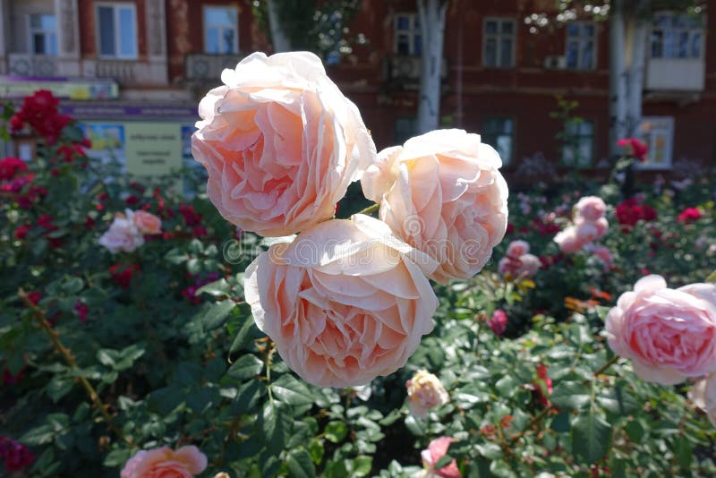 3 Light Pink Flowers of Rose in June Stock Image - Image of green ...