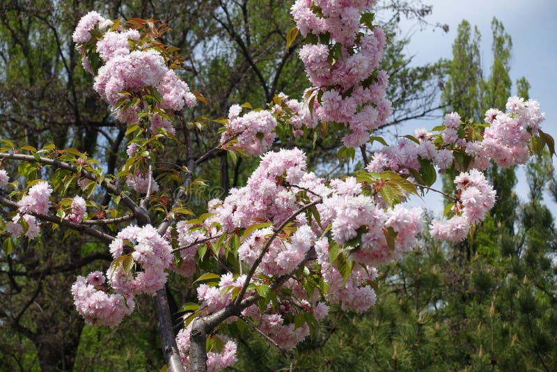 Light Pink Flowers of Sakura in April Stock Image - Image of blossoming ...