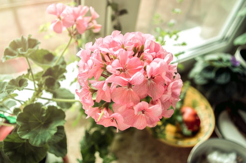 Pink Geranium Flower on the Window Sill Stock Photo - Image of flowers ...