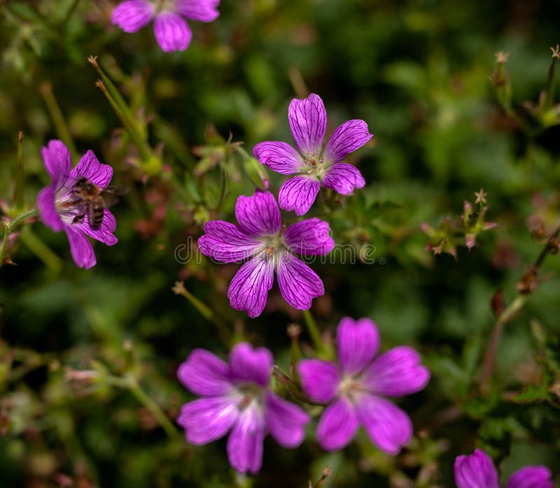 Light Pink Geranium Flowers in Summer Cottage Garden Stock Photo ...
