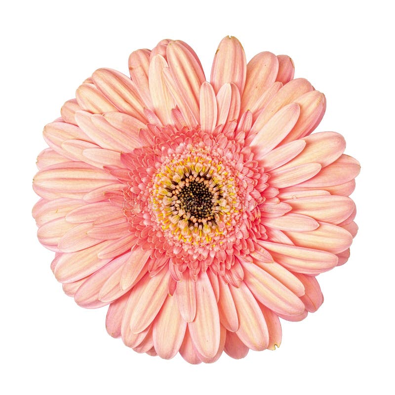 505 Light Pink Gerbera Flower Isolated White Background Stock Photos ...