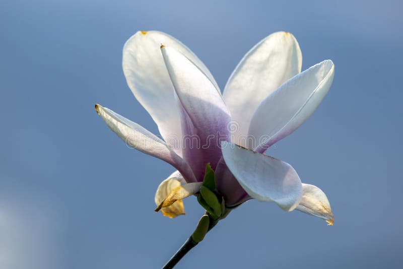 Light Pink Head of Blooming Spring Magnolia Flower. Botany and Flowers ...