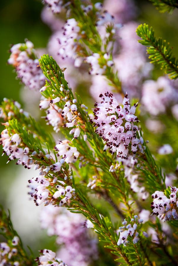 Pink heath stock photo. Image of longiflora, victorian - 17168564