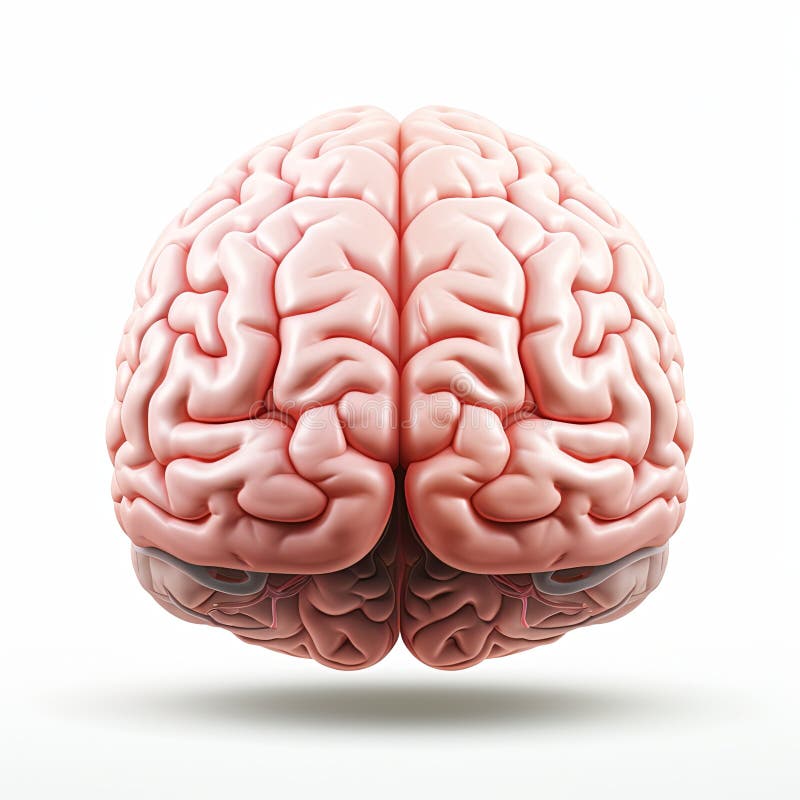 Light Pink Human Brain Isolated on White Background. Illustration for ...