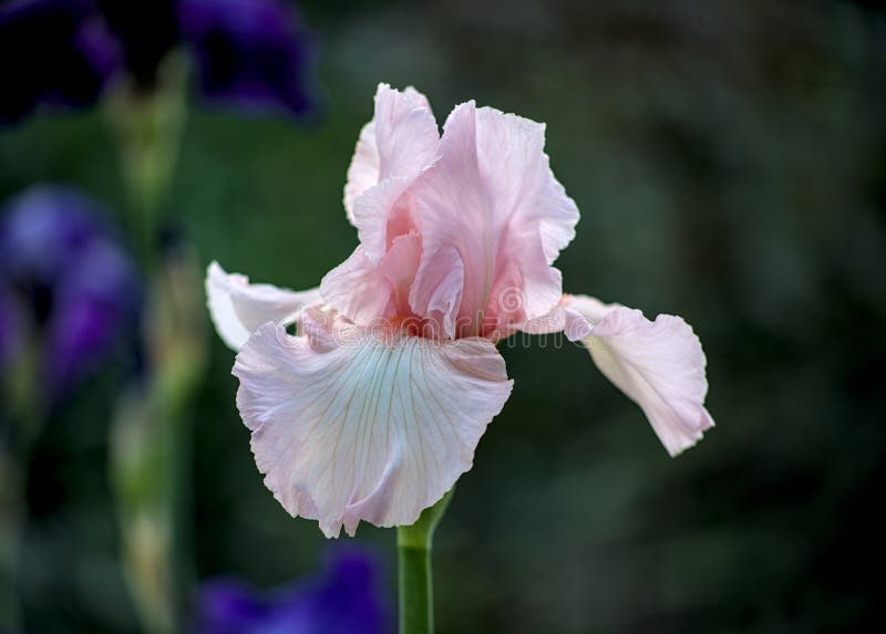 Light Pink Iris Flower in Garden Stock Image - Image of light, crop ...