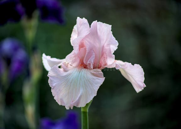 Light Pink Iris Flower in Garden Stock Image - Image of light, crop ...