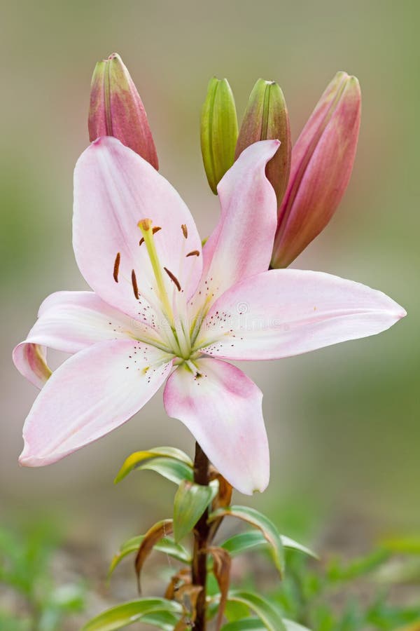 Light Pink Lily Against Soft Background Stock Photos - Free & Royalty ...