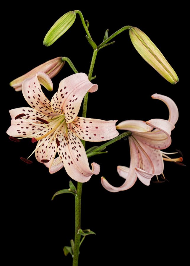 Light Pink Lily Flower, Isolated on Black Background Stock Photo ...