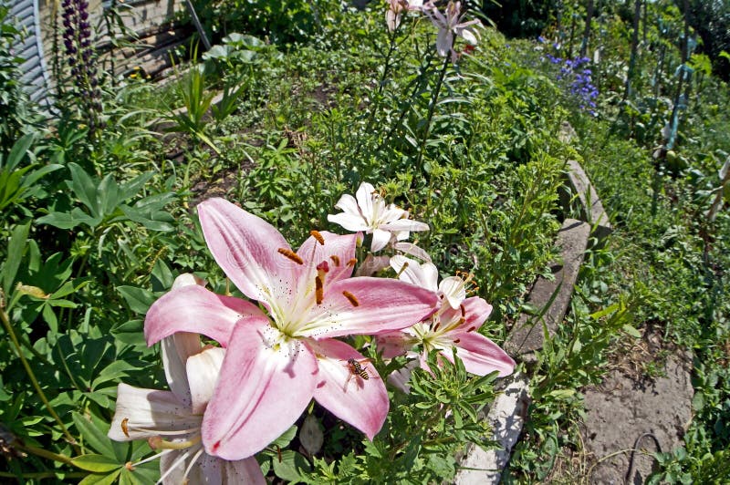 Light Pink Lily in the Garden Stock Image - Image of love, floral ...
