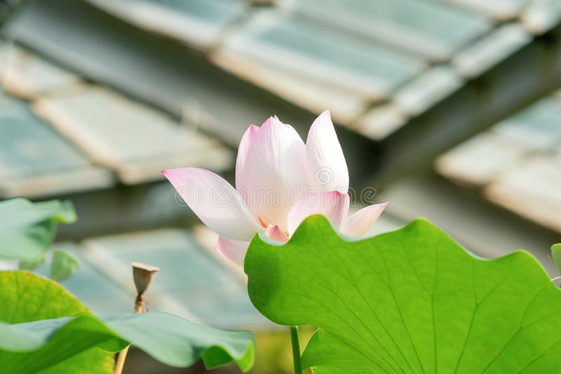 Light Pink Lotus Flower Under the Dome of the Greenhouse Stock Photo ...
