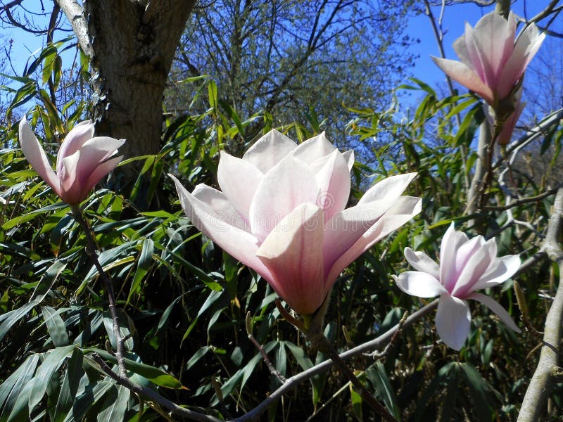 Light pink Magnolia stock image. Image of magnolia, pink - 61019783