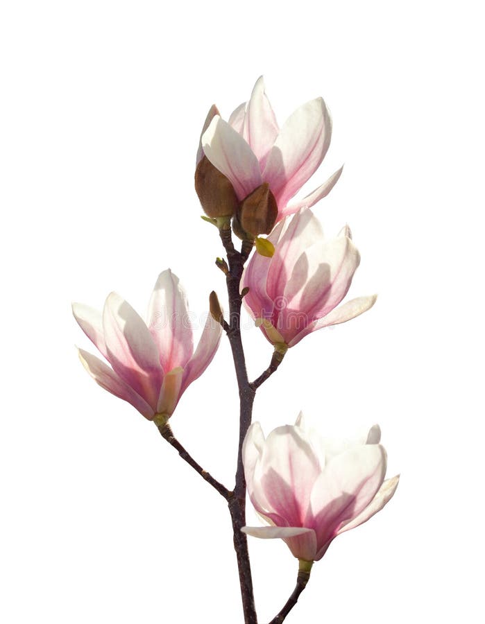 Light Pink Magnolia Flowers Isolated on White Background Stock Photo ...