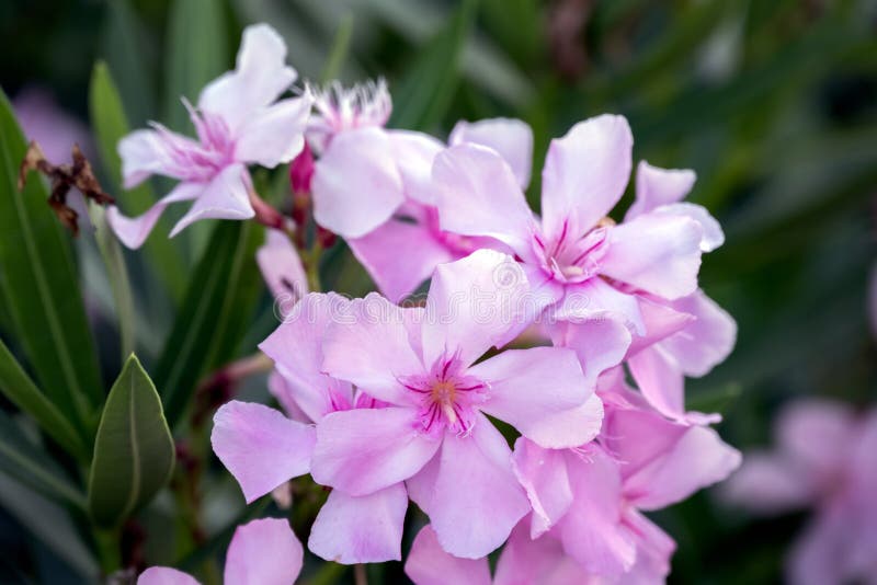 Light pink Nerium oleander stock photo. Image of colors - 228670004