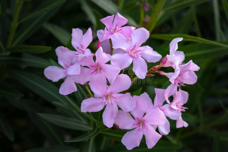 Light pink Nerium oleander stock image. Image of blooming - 228725049