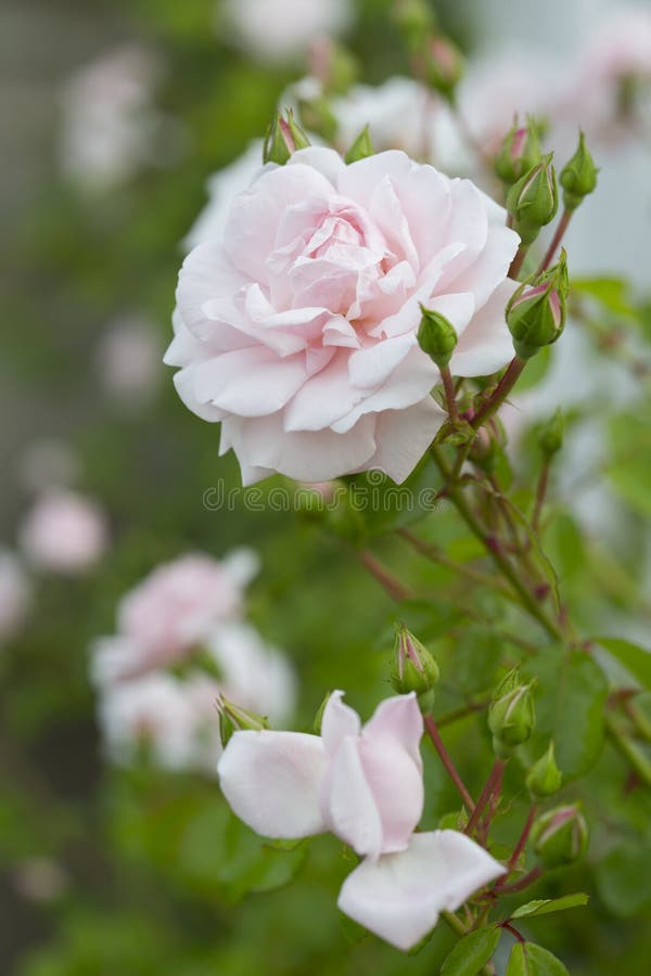 Light Pink New Dawn Rose stock photo. Image of love - 170429206