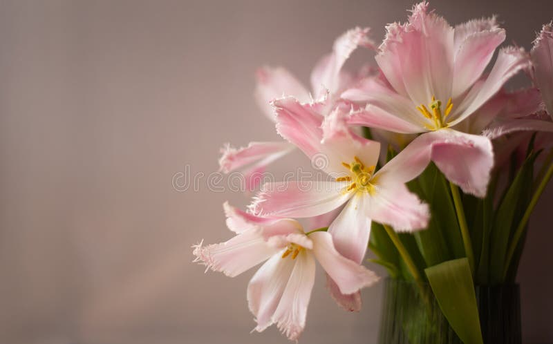Light Pink Open Tulips in a Vase. Delicate Spring Flowers Stock Image ...