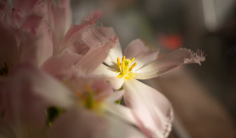 Light Pink Open Tulips in a Vase. Delicate Spring Flowers Stock Photo ...