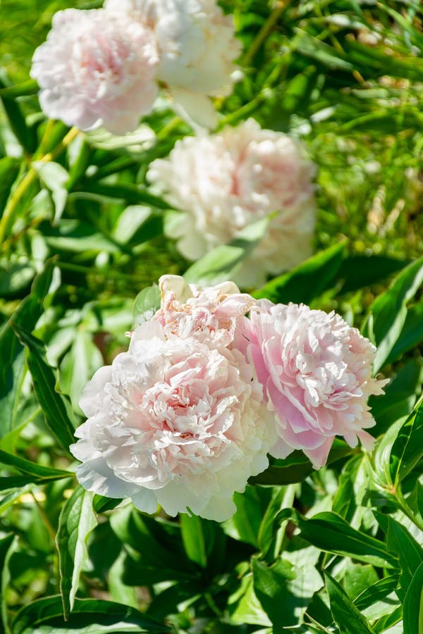 Light pink peonies stock photo. Image of seasonal, season - 143846014