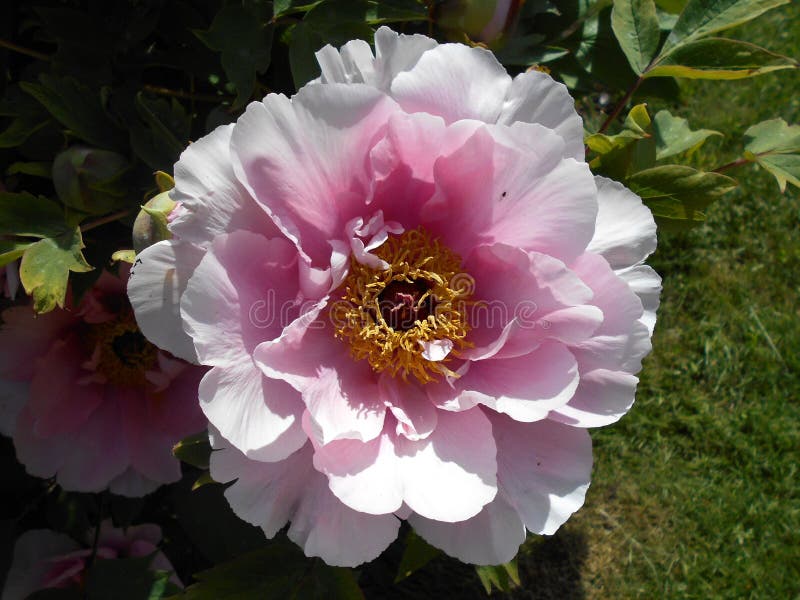 Light pink peony stock photo. Image of blooms, peony - 116000214