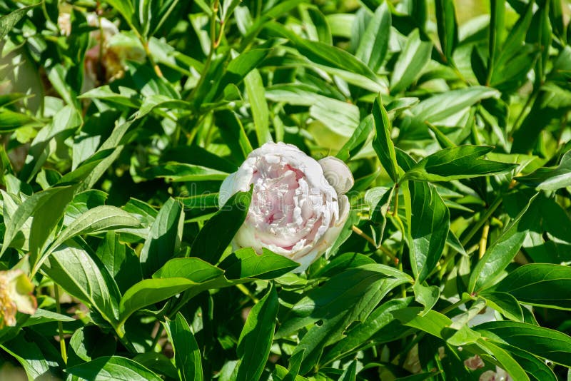 Light pink peony stock photo. Image of pink, bright - 143846296