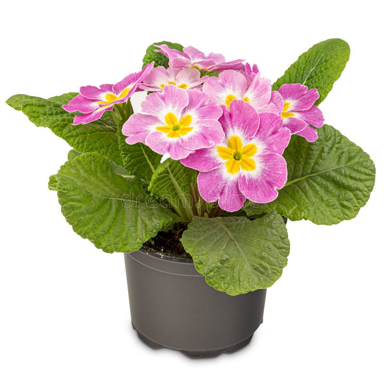 A Pink Primula in a Yellow Pot Stock Photo - Image of blossom, summer ...