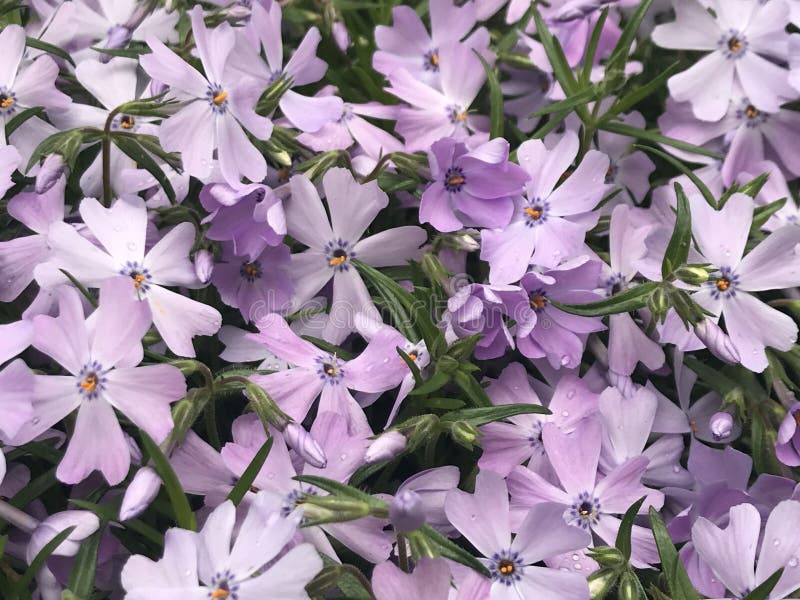 Light Pink / Purple Phlox - Spring Flowers Stock Image - Image of ...