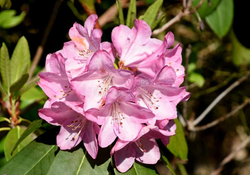 Light Pink Rhododendron Bush in Bloom in the Spring Stock Photo - Image ...