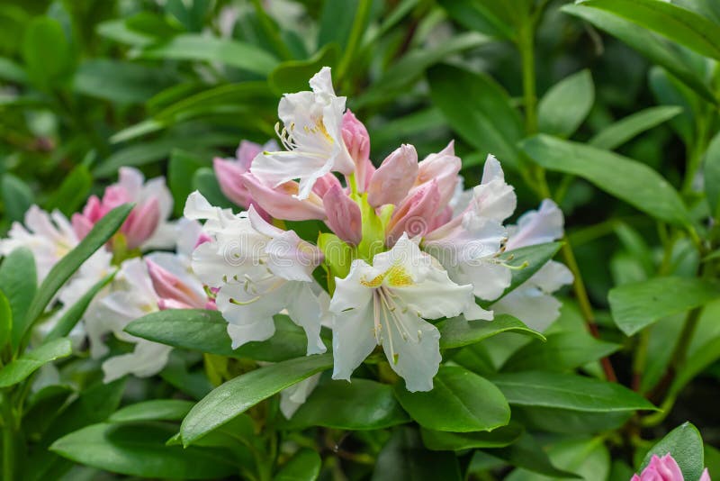 Light Pink Rhododendron Caucasicum on a Background of Green Leaves ...