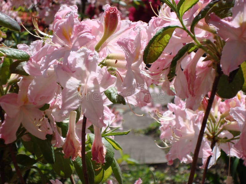 Light Pink Rhododendron Flowers Stock Image - Image of petal, seasonal ...