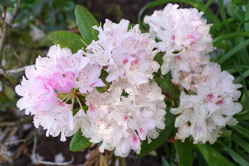 Light Pink Rhododendron Flowers at Full Bloom in the Spring Stock Photo ...