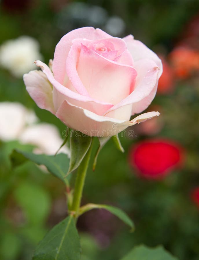 Light pink rose stock photo. Image of flower, petal, pink - 26905310