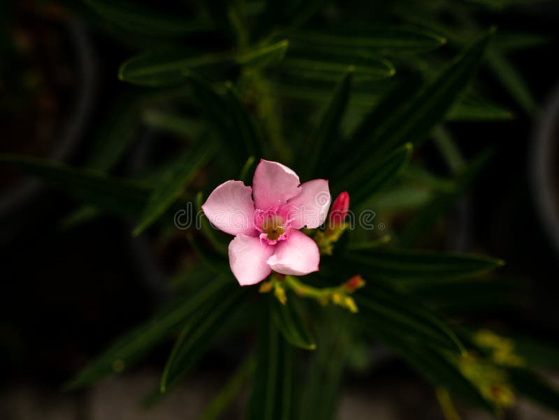 Light Pink Rose Bay Blooming on the Center of Frame Stock Photo - Image ...