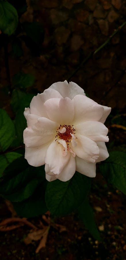 Light pink rose. stock image. Image of rose, pale, beautiful - 137130663