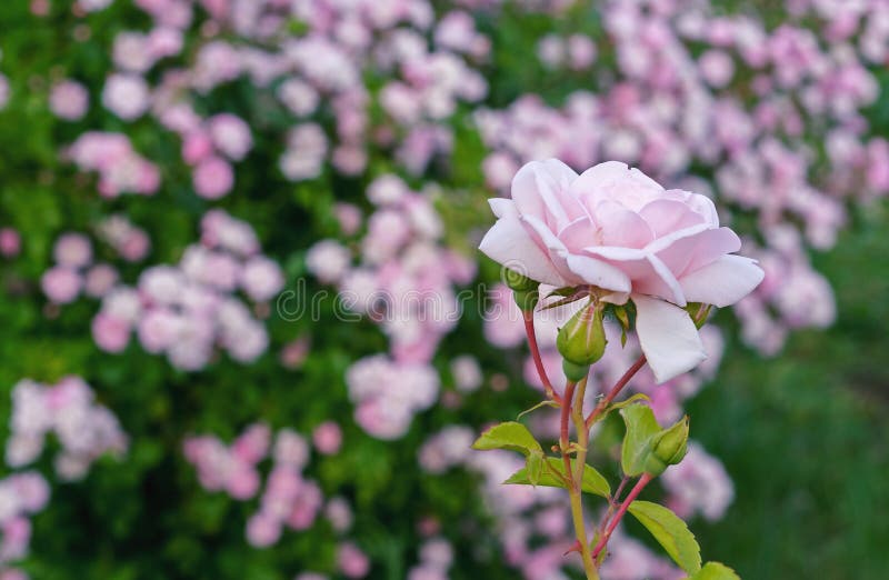 Light Pink Rose Blooms in the Rose Garden in Summer. Rose Bloom Stock ...