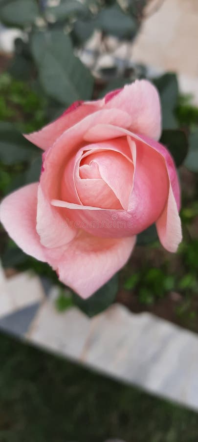 Light Pink Rose Bud with Amazing Layers Stock Photo - Image of leaf ...