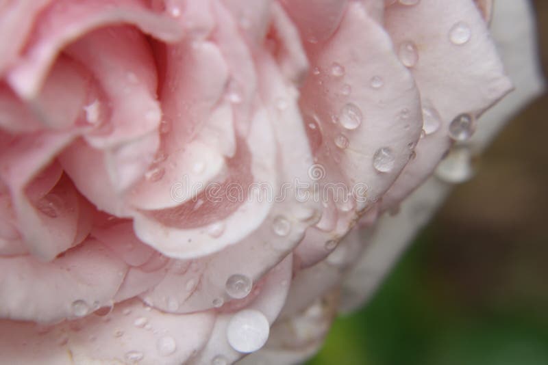 Light pink rose stock photo. Image of garden, rain, light - 94645530