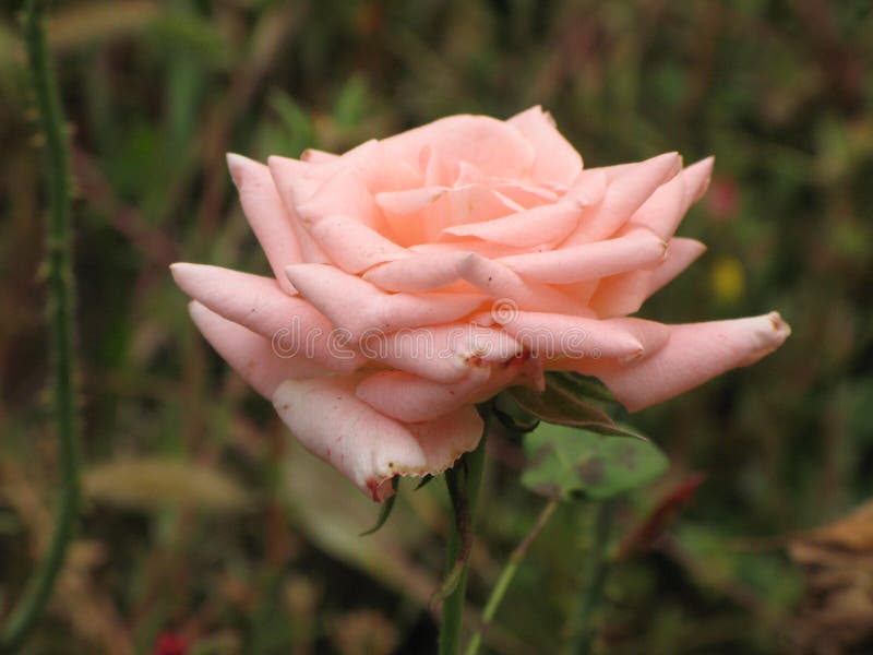 A light pink rose stock image. Image of light, bloom - 101178673