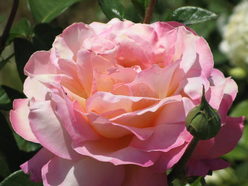 A light pink rose stock photo. Image of pink, beauty - 126568764