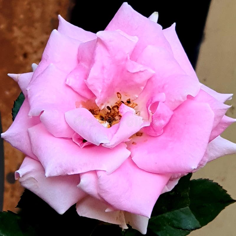 A Light Pink Rose Flower in the Park Stock Image - Image of park ...