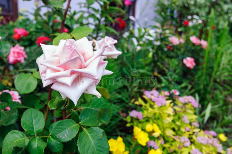 Light Pink Rose Flower in Summer Garden Stock Image - Image of color ...