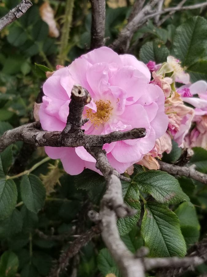 Light Pink Rose stock photo. Image of vine, pink, rose - 174856044