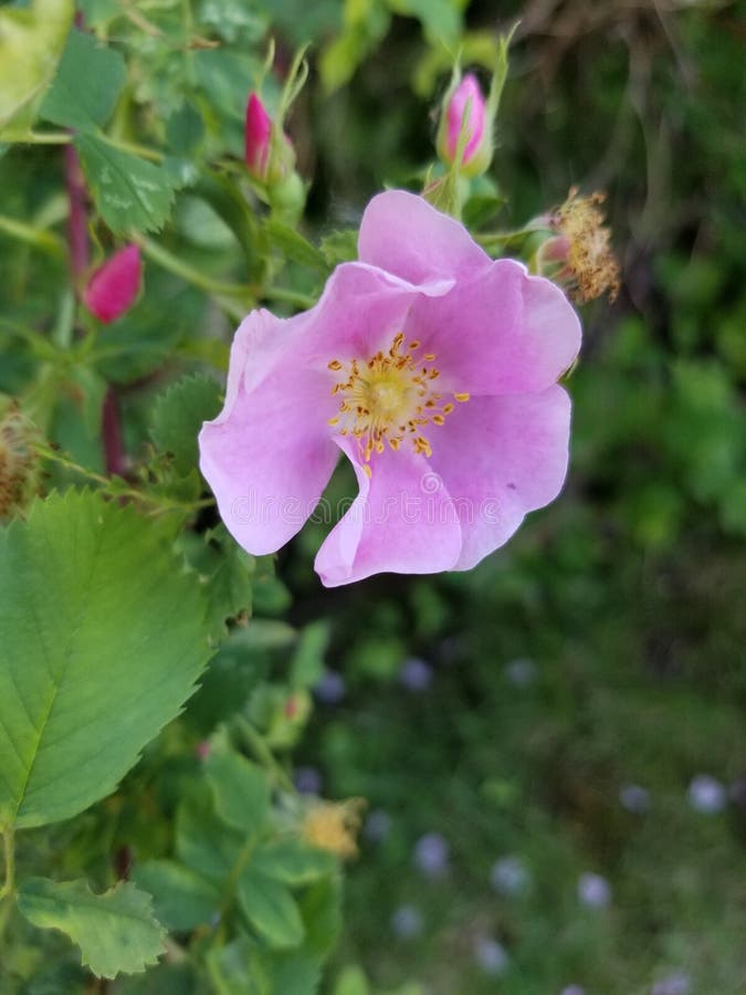 Light Pink Rose stock photo. Image of rose, light, vine - 174856136